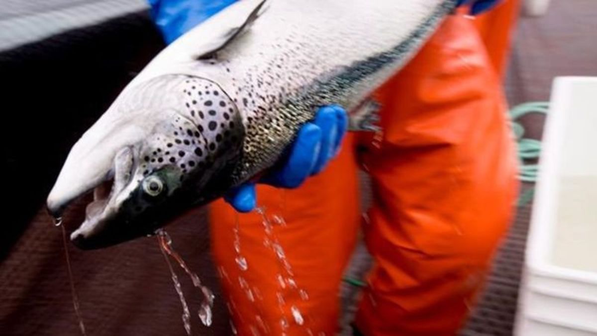 Global salmon farm company with B.C. ties backs land-based aquaculture ...