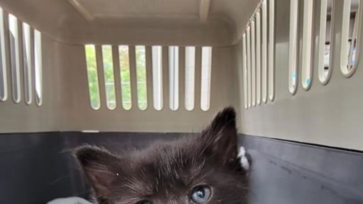 Kitten stuck under floor of Surrey, B.C., home for 4 days is cut free ...