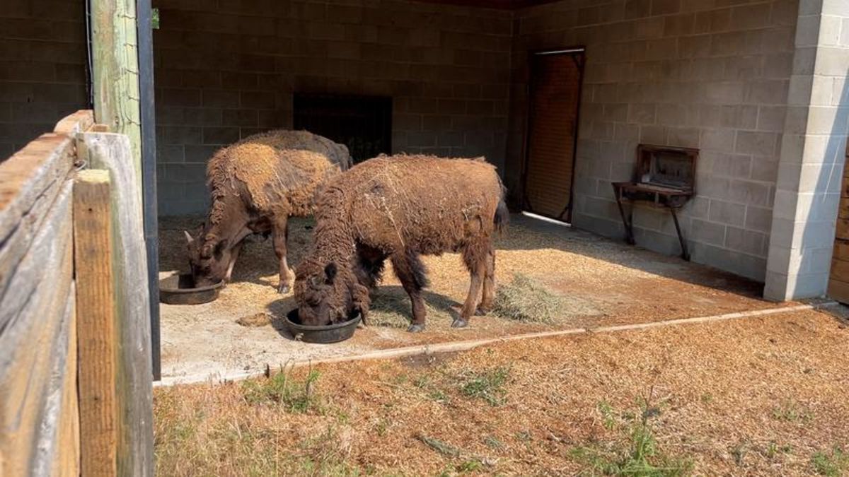 Two baby bison find new home at BC Wildlife Park | B100