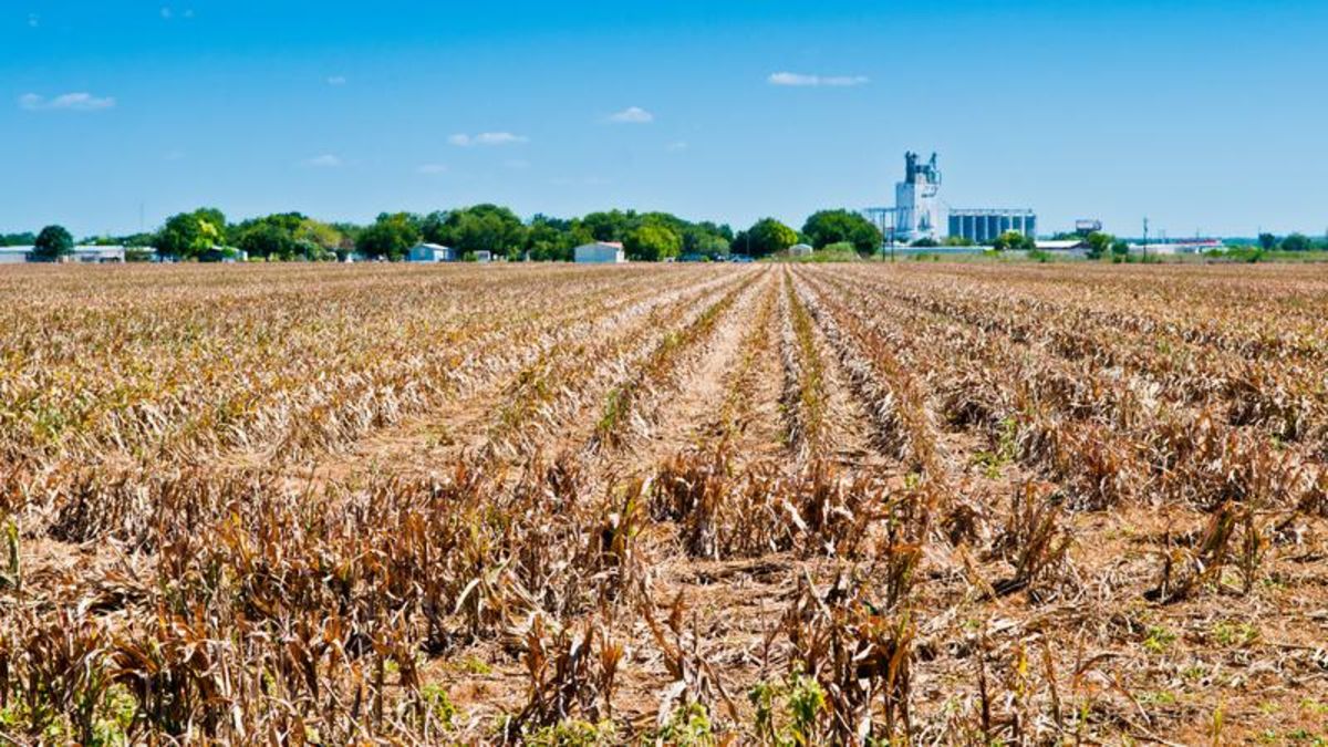 County of Stettler declares Agricultural Disaster due to drought ...