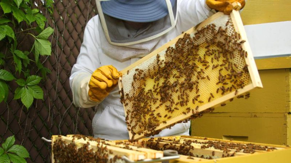 Governments of Alberta and Canada launch funding program for beekeepers ...