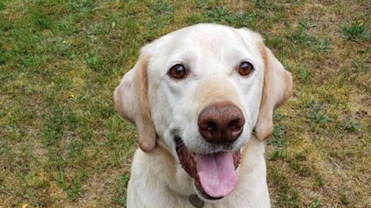 ‘Hugo is fine’: RCMP say Richmond, B.C., resident harassed over false ...