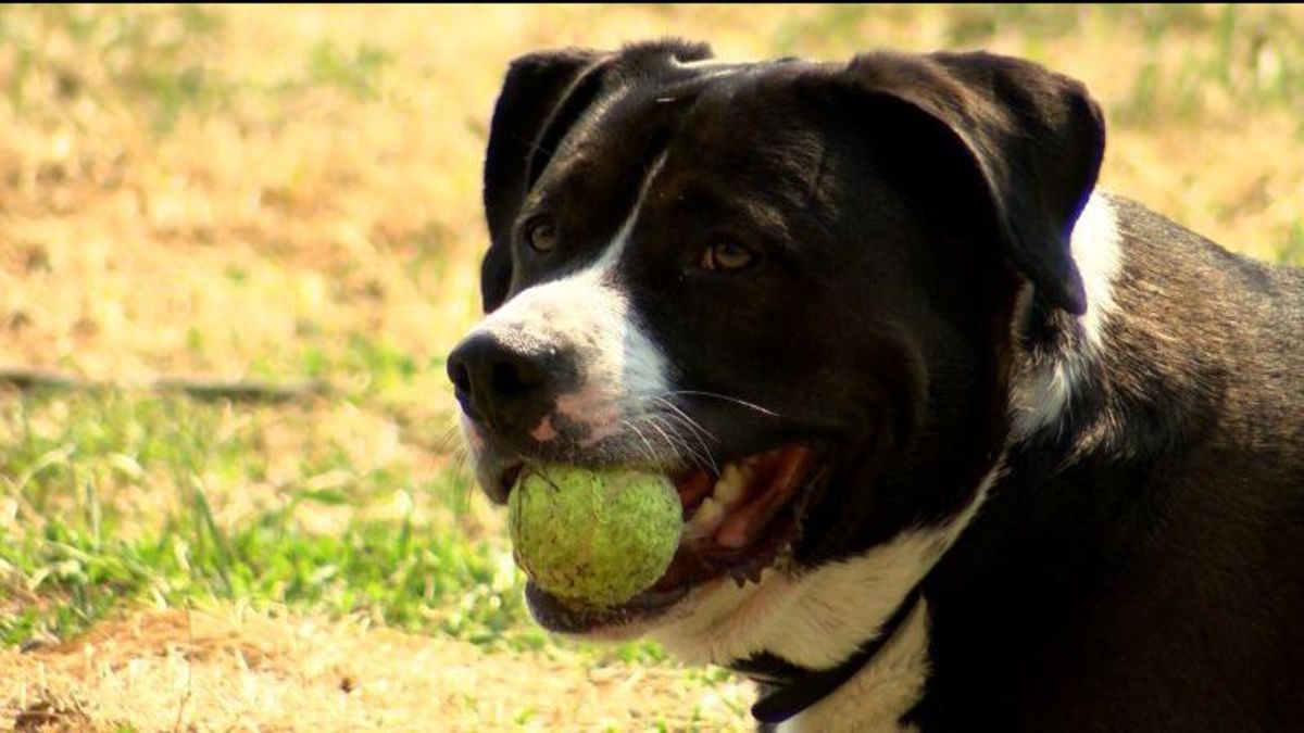 Prince George receives funding for new SPCA facility | CKPG Today