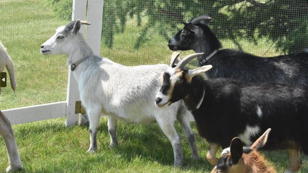 Goats, pigs, and sheep help brighten P.A. seniors’ day | paNOW