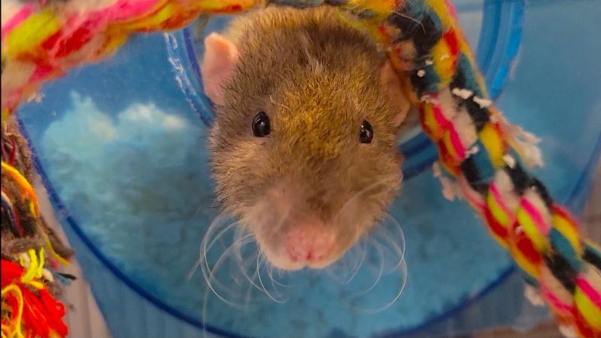Learn from the master by adopting Splinter the rat | NanaimoNewsNOW ...