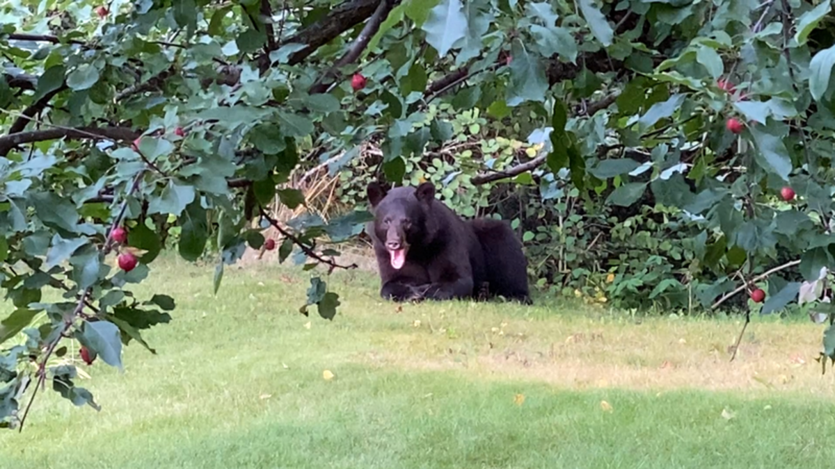Bear attack victim recovers in Prince George Hospital | CKPG Today