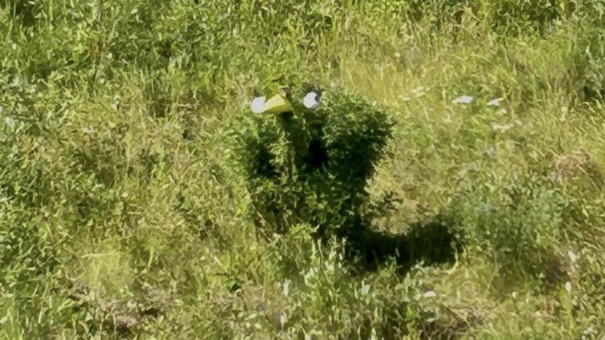 What’s up with the ‘emu’ near Emma Lake? | paNOW