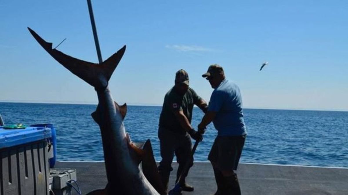 New government rules spell end for Nova Scotia’s distinctive shark ...