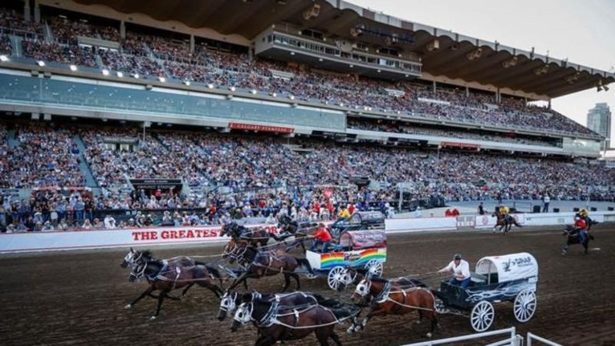 Calgary Stampede says chuckwagon horse euthanized after suffering ...
