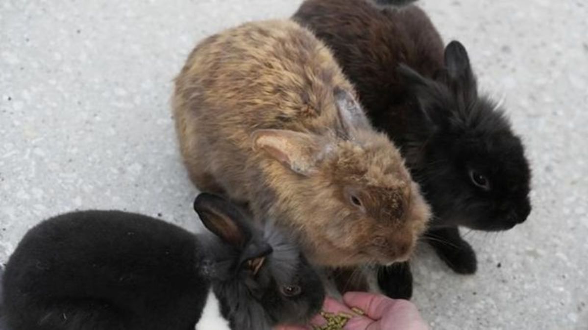 Fuzzy invasion of domestic rabbits has a Florida suburb hopping into a ...