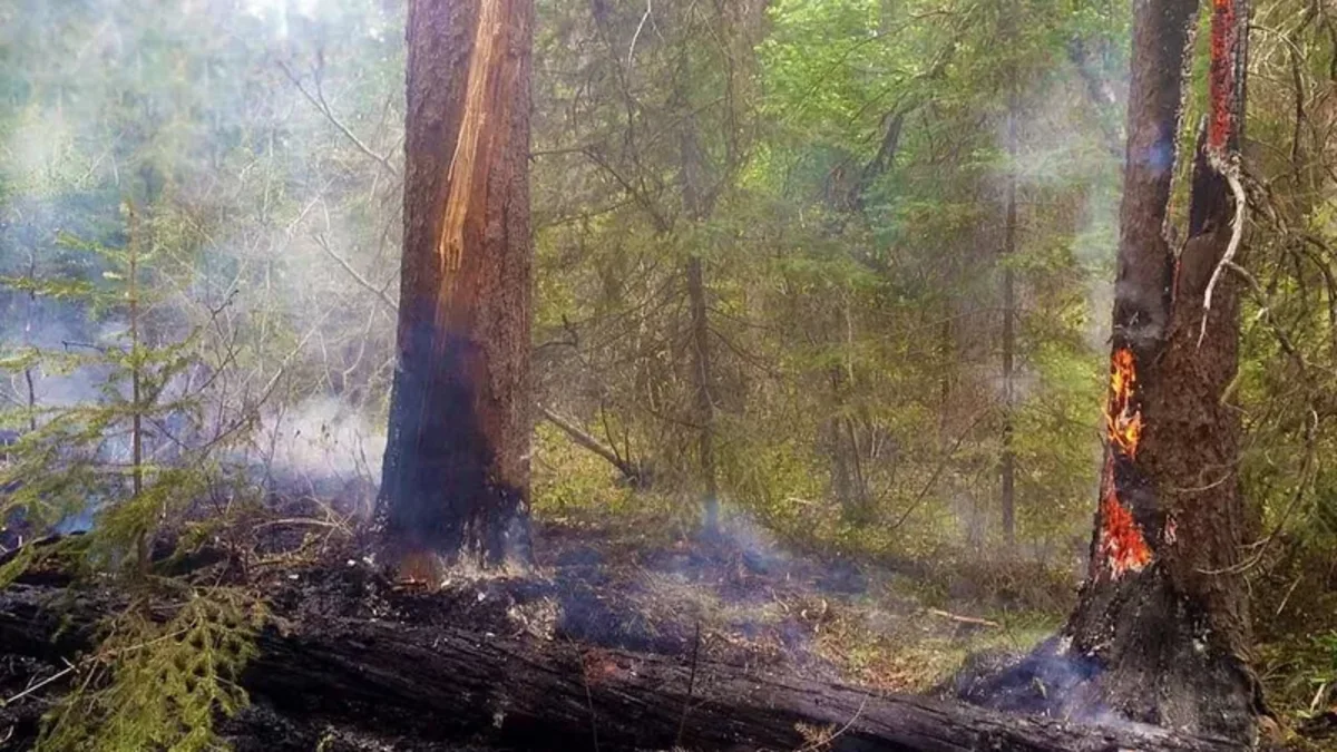 Fire hazards rated moderate for Grande Prairie, Peace River Forest ...