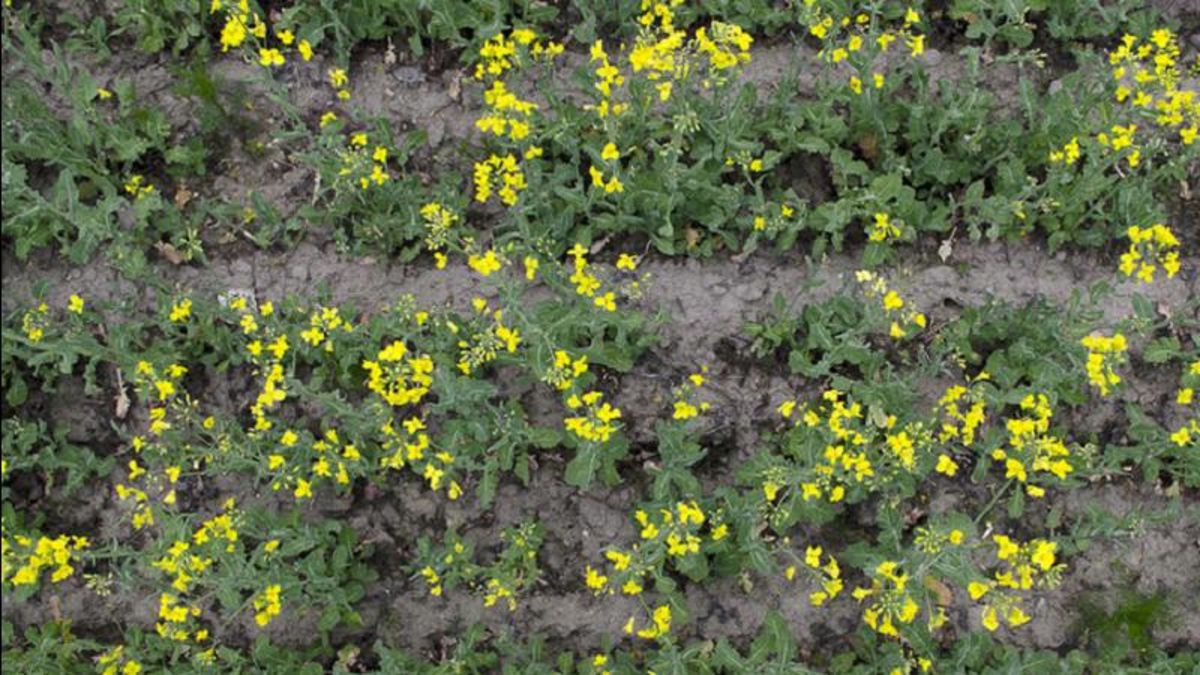 SARM warns of drought impact on rural communities | Saskatchewan ...