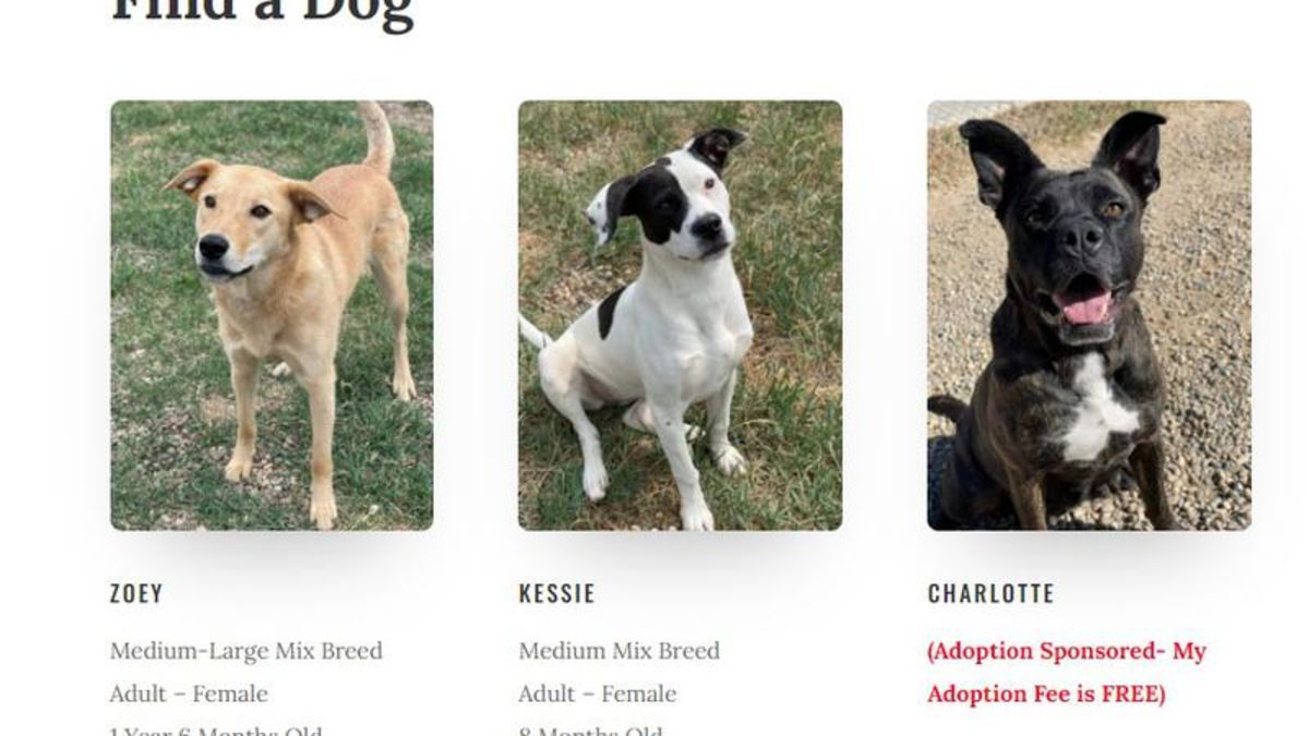 SPCA alarmed by volume of stray dogs pouring into shelter | saskNOW ...