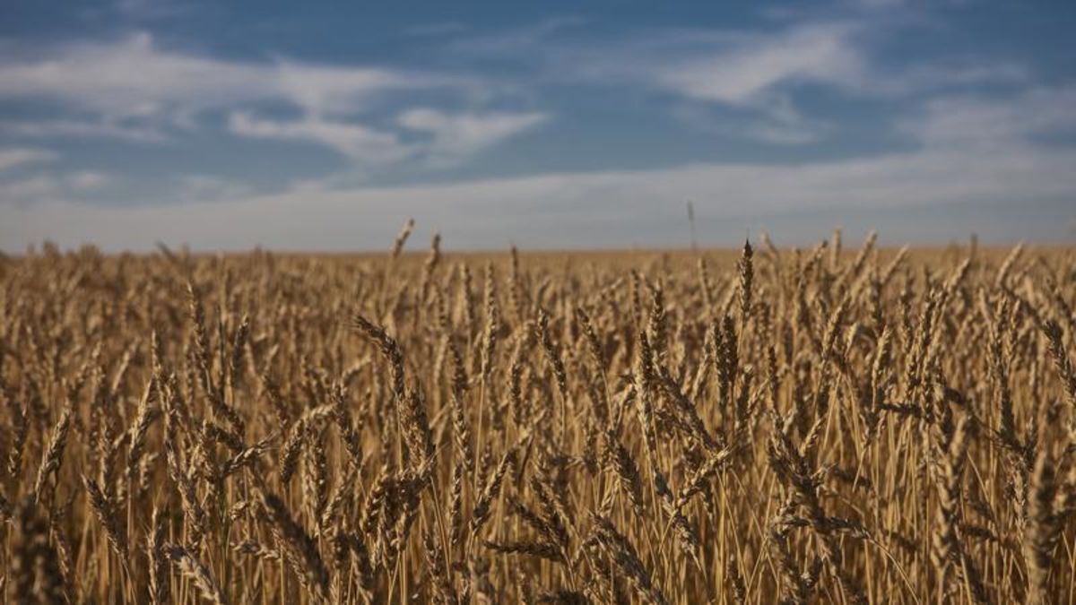 Canadian Grain Commission repeals charges to wheat grading | farmnewsNOW