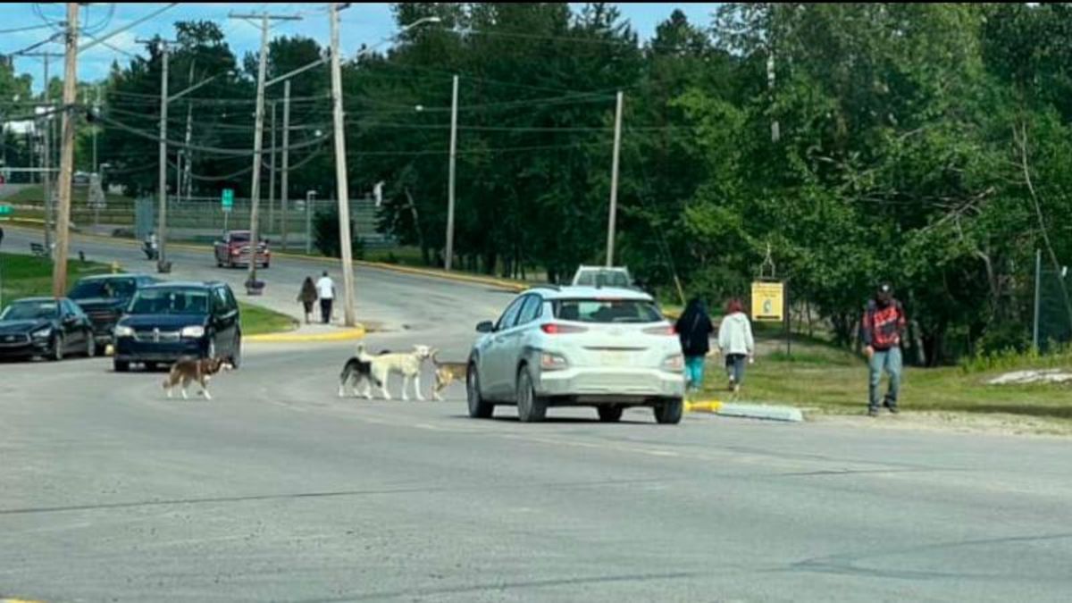 ‘This is a people problem’: La Ronge grandmother concerned about pack ...