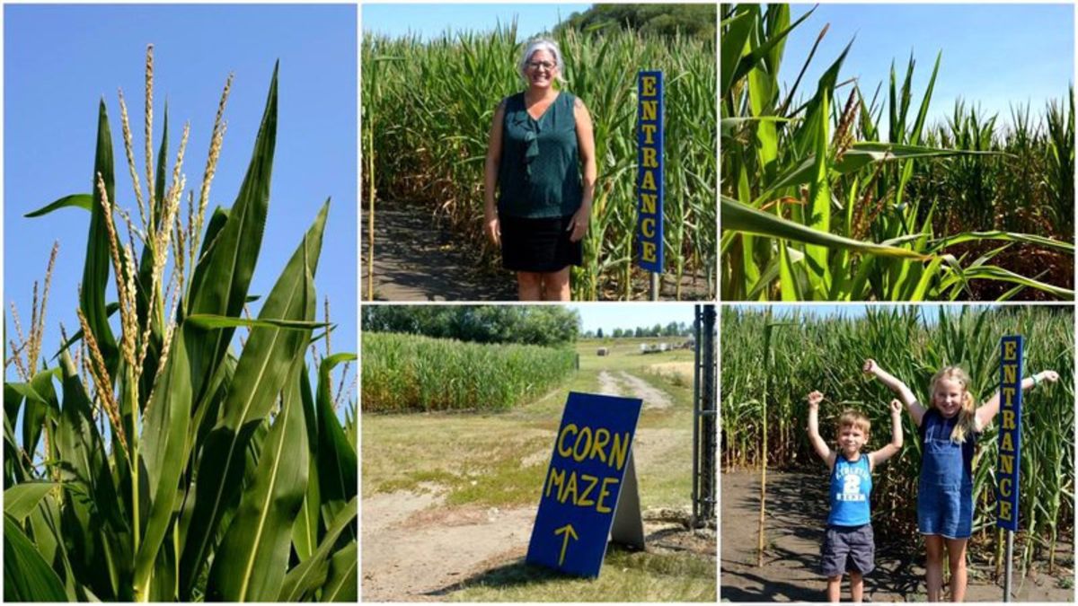 WDM Corn Maze a new adventure for families in the Battlefords ...