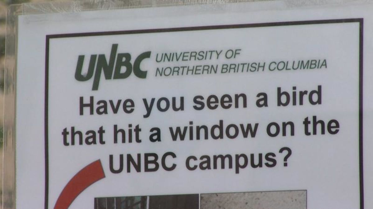 New project at UNBC set to limit bird strikes | CKPG Today