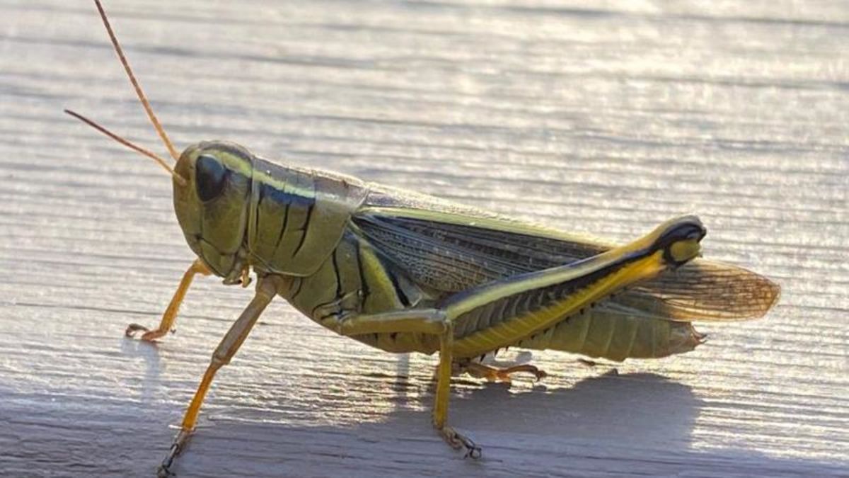 Expert says warm, dry conditions to blame for huge grasshopper ...