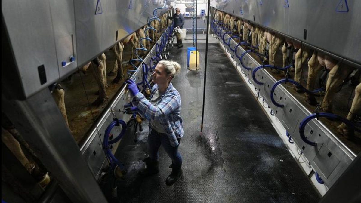 Pig cooling pads and weather forecasts for cows are high-tech ways to ...