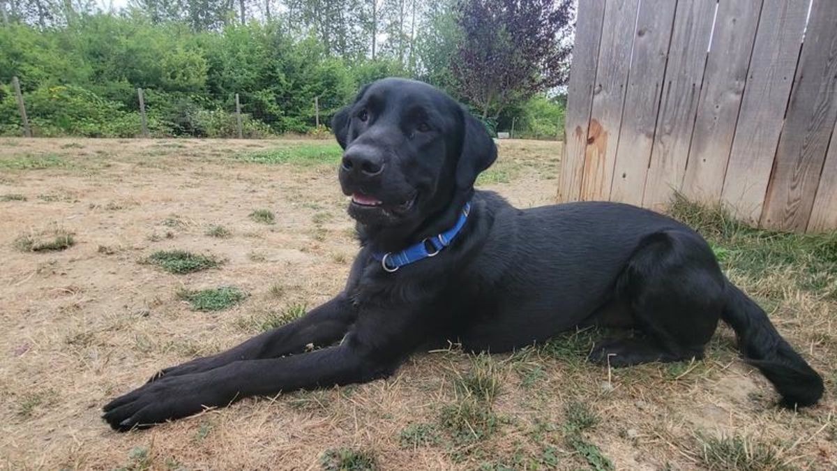 Arlo the lab/golden retriever mix is a loyal and loveable fur ball ...