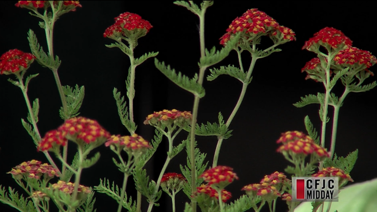 CFJC Midday – Drought tolerant plants that will do great in the heat ...