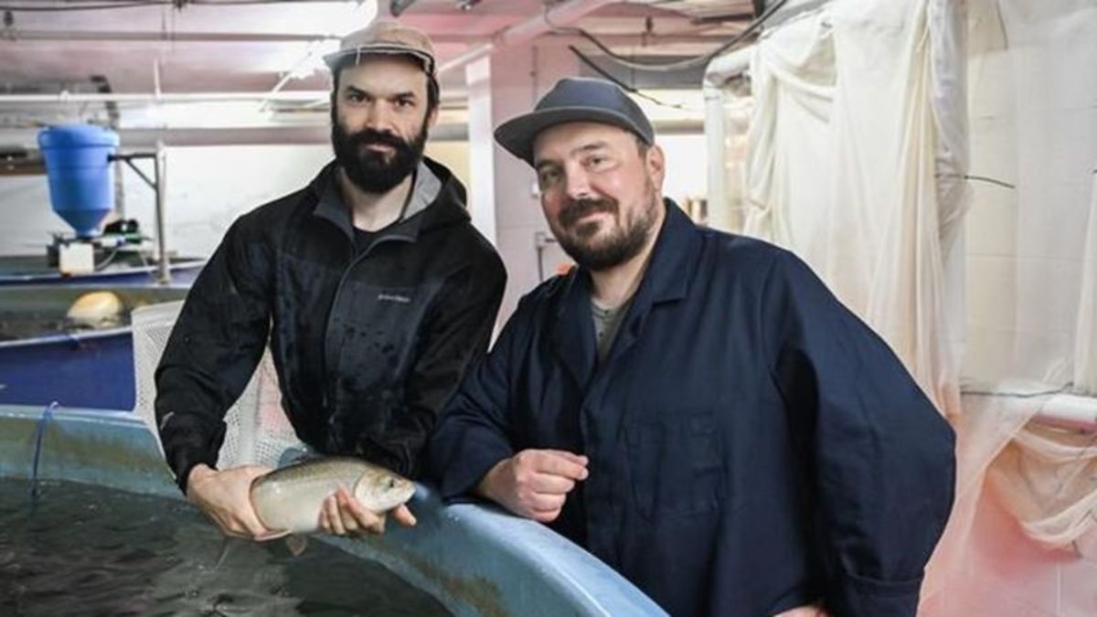 Montreal urban fish farmers say their Arctic char cuts greenhouse gases ...