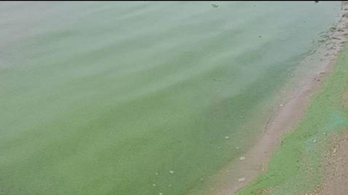 Blue-green algae advisory issued for Moonshine Lake | EverythingGP