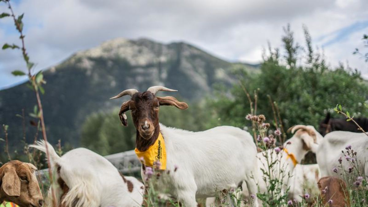 Goats employed by Enbridge to help control invasive species | CKPG Today