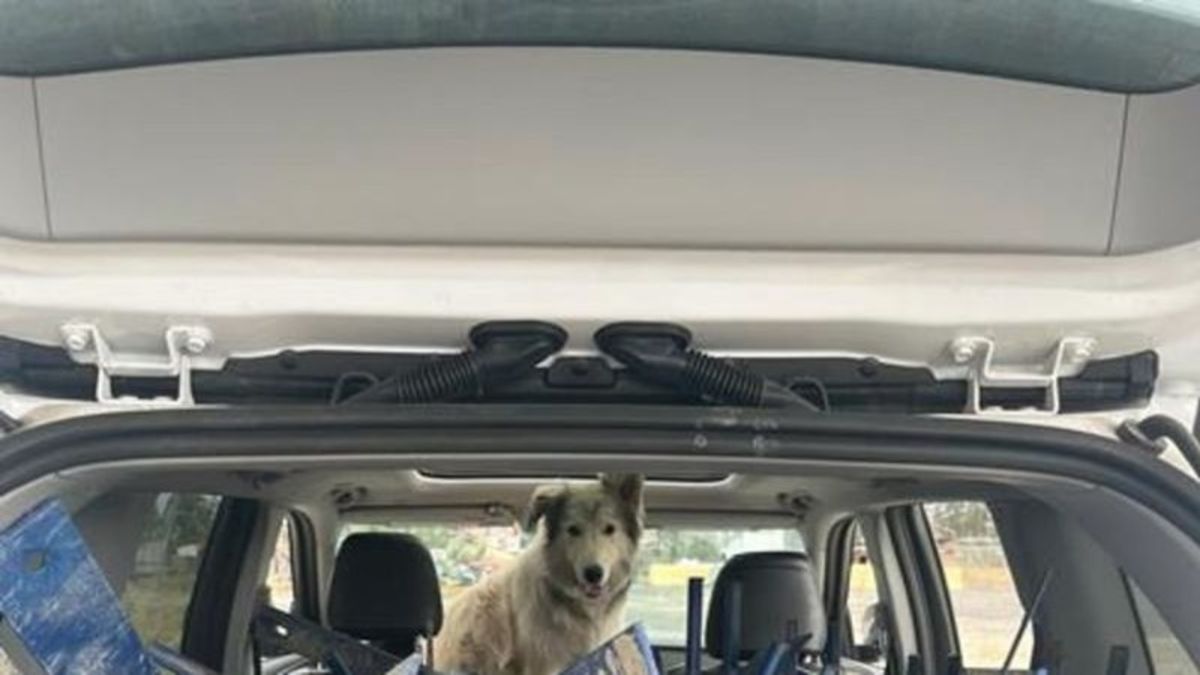 Yellowknife veterinarian helps pets flee fires, supports animals left ...