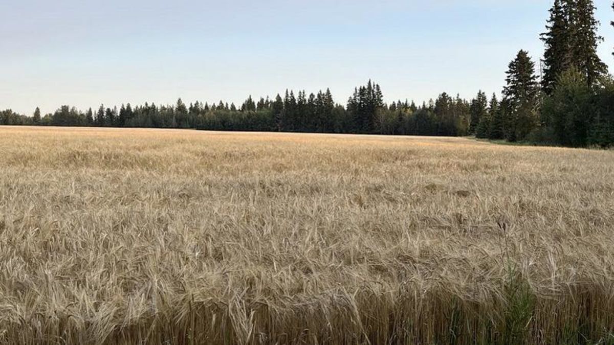 Recent moisture delays harvest progress in central Alberta | rdnewsnow.com