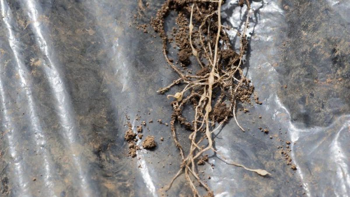 Sask. researchers receive funding for expanding work on plant pathogens ...