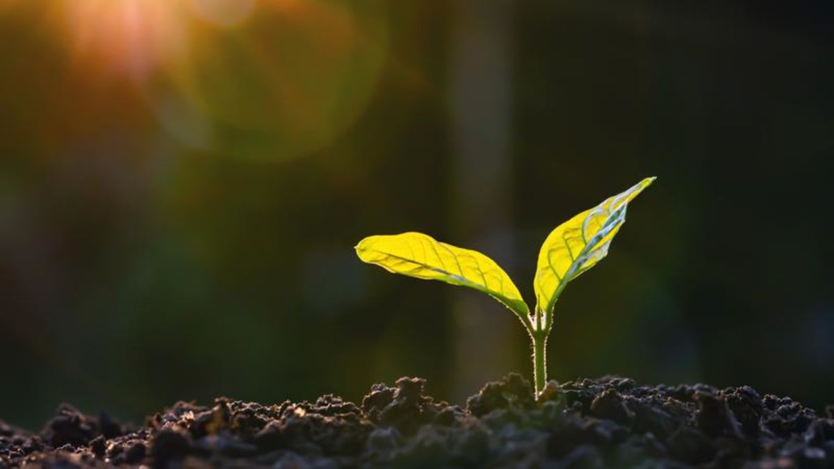 Ontario Agricultural College launches new Master of Plant Agriculture ...