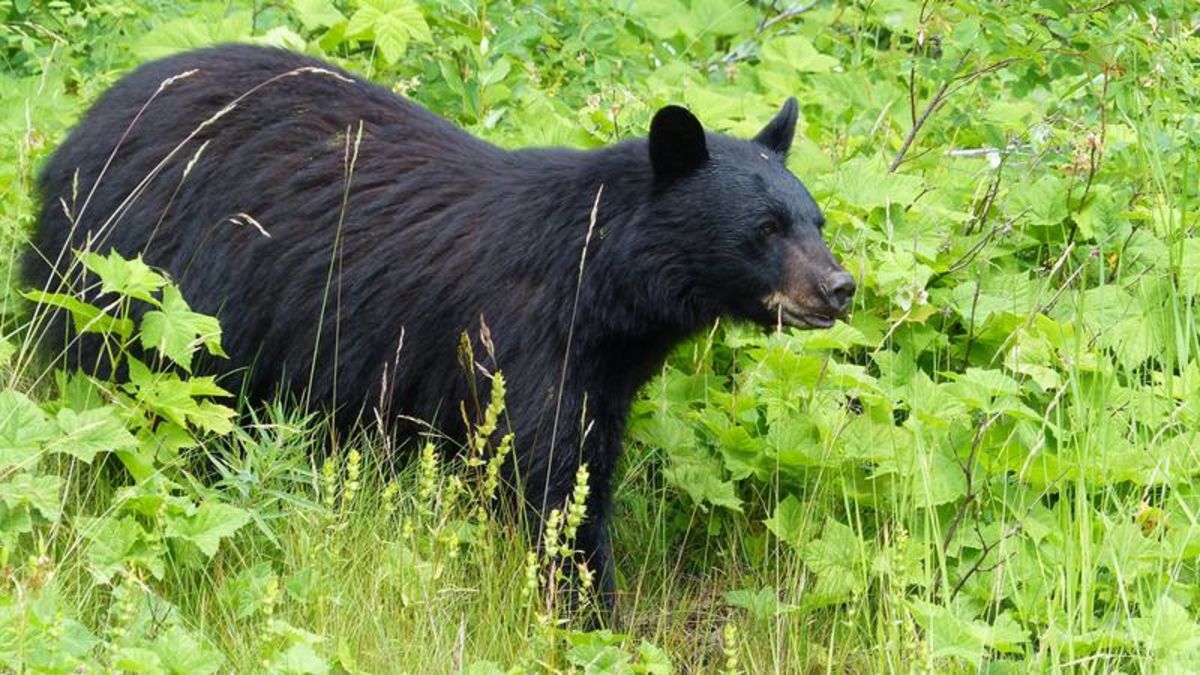 Bears sighted in Lavington | Vernon Matters