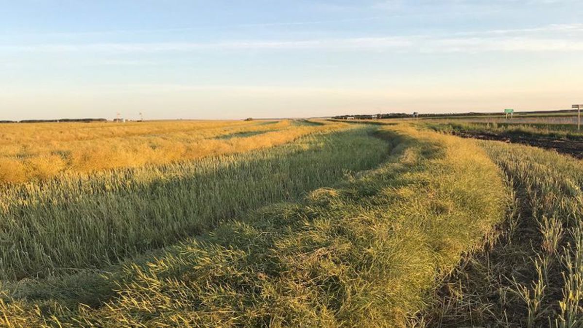 Sask Wheat and Sask Barley fill positions on boards | Saskatchewan ...