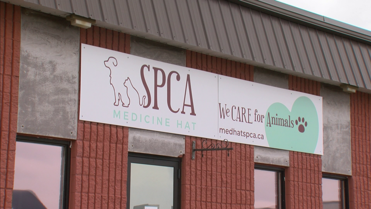SNAP program gives low income families relief from spay and neuter ...