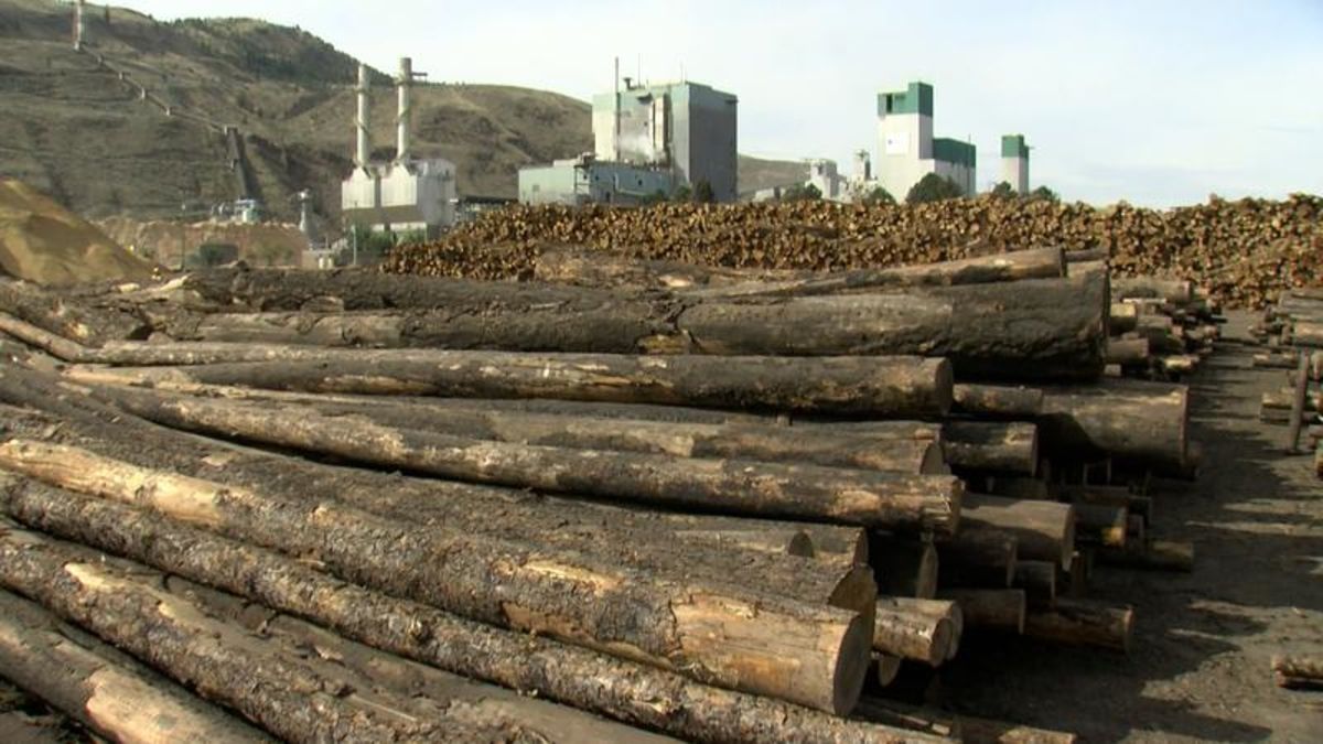 Burned logs getting second life as pulp and hog fuel thanks to FESBC ...