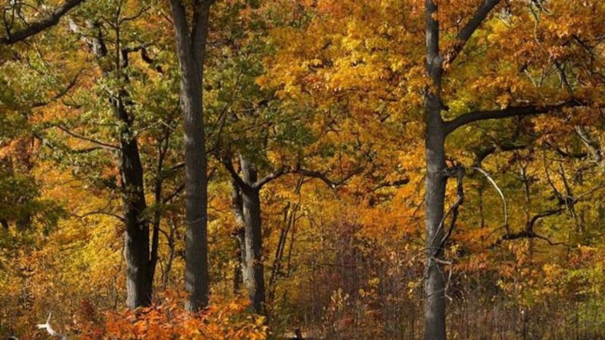 Weather Network forecasts ‘fickle fall’ in Canada with season to start ...