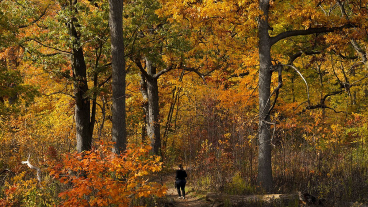 Weather Network forecasts ‘fickle fall’ in Canada with season to start ...