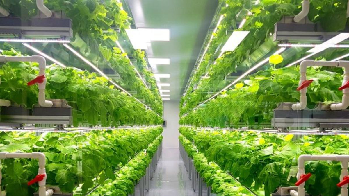 Calgary indoor vertical farm in full production | farmnewsNOW