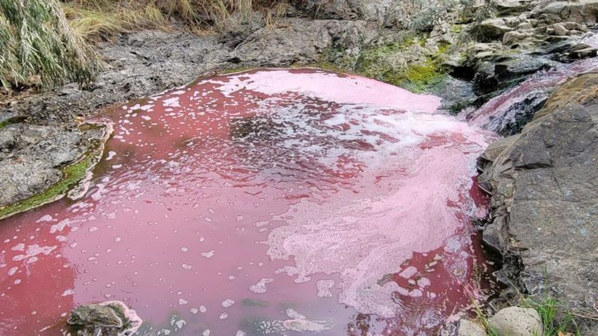 Source of pink liquid in Guerin Creek still unknown: Ministry of ...
