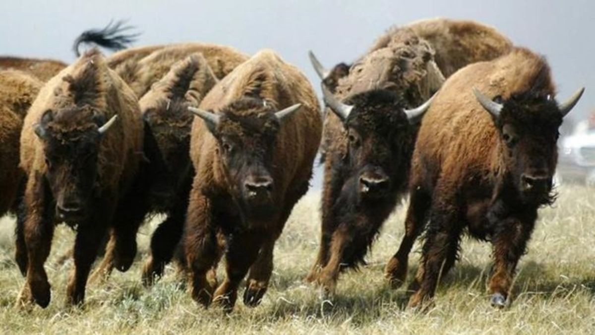 Loss of bison herds still affecting Plains First Nations, research ...