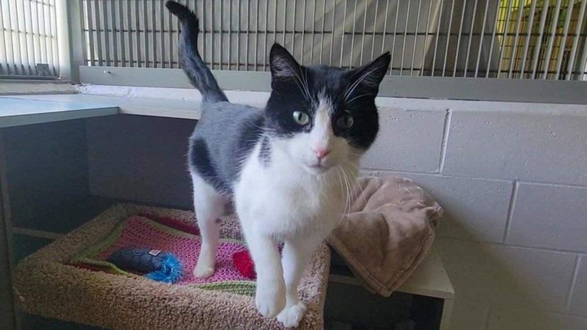 Fancy Clancy is a loveable goofball looking for his furever home ...