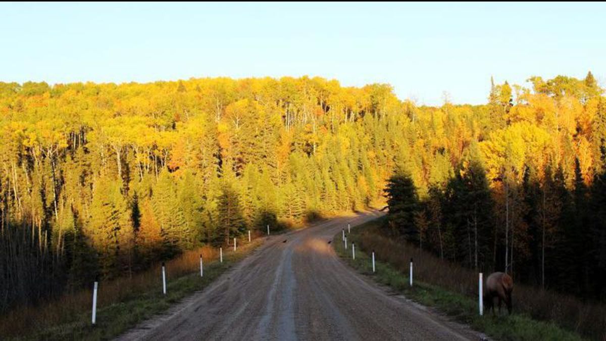 From ‘fickle fall’ to white-out winter, the latest forecasts for Sask ...