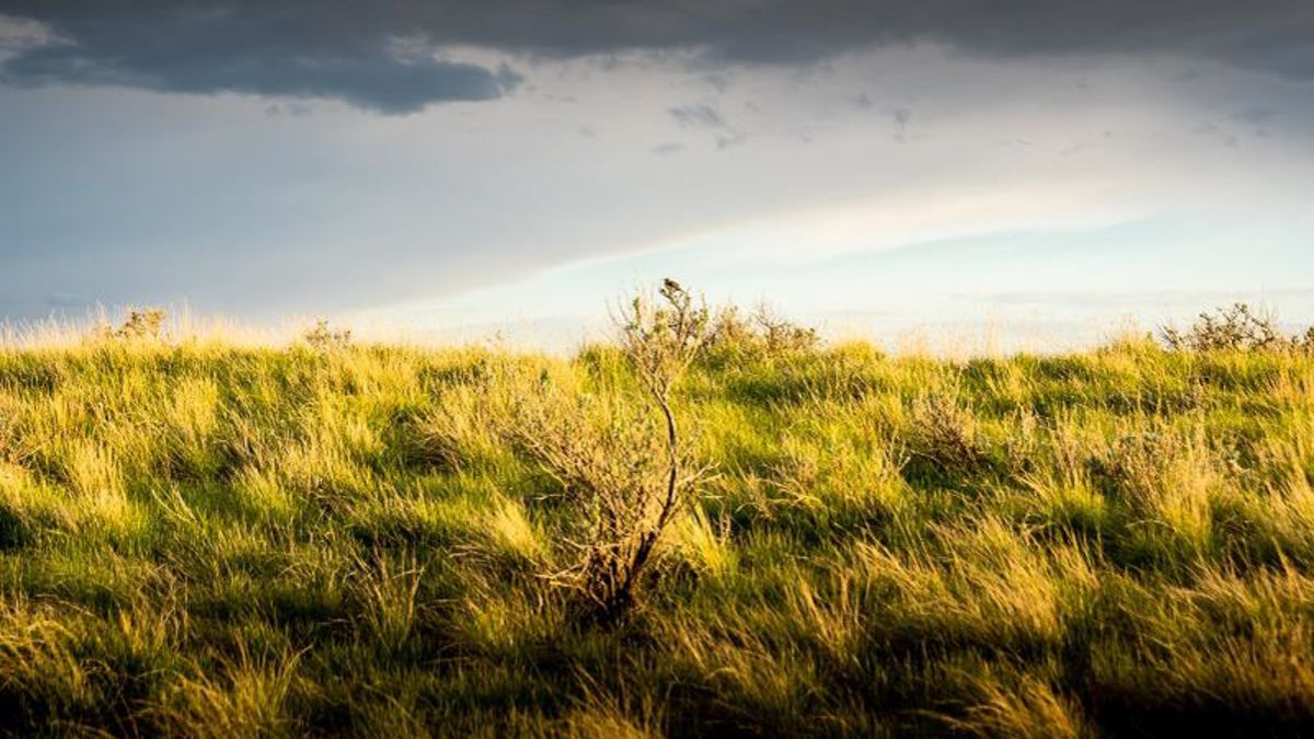 Major conservation meeting in Calgary focuses on native prairie ...