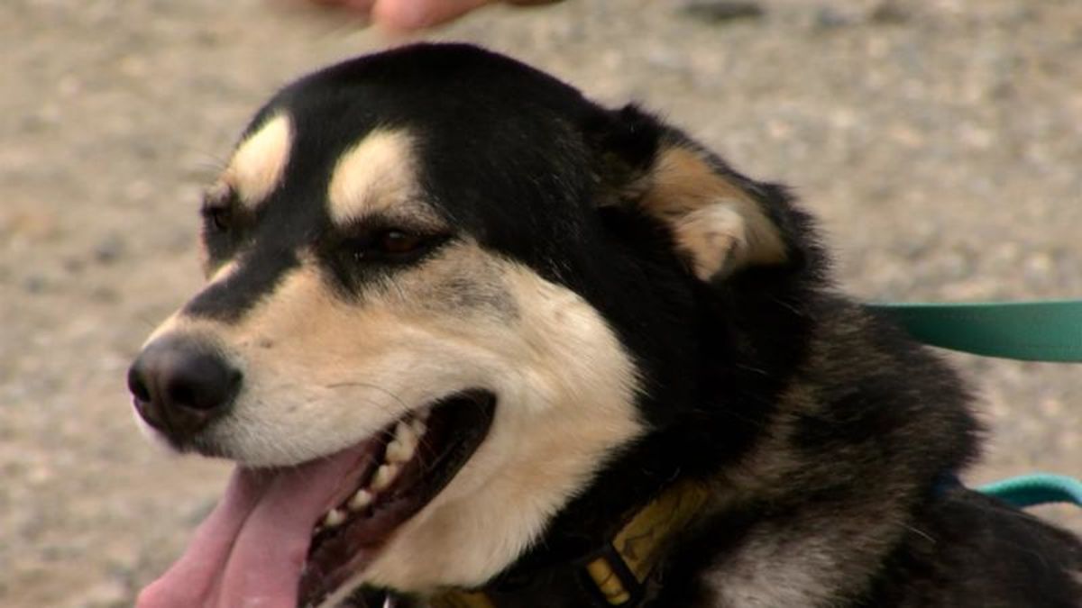 Ned’s Wish and Sirius K9 Working Dog Club host fundraiser event in ...