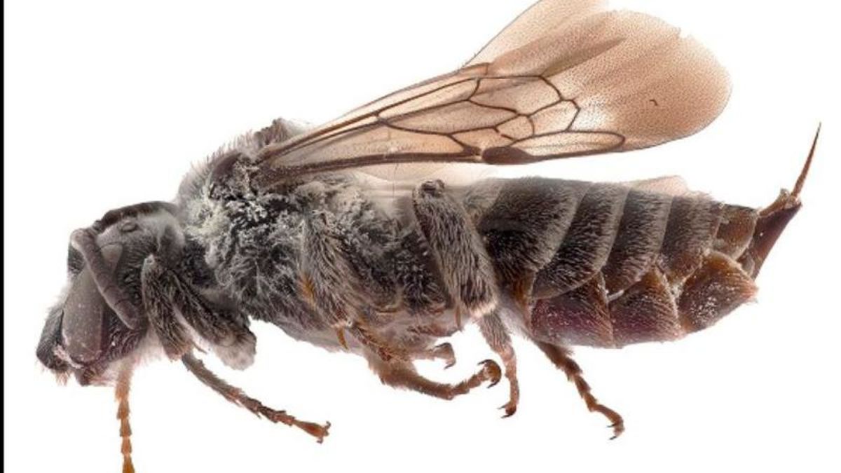 Specimen of rare bee found in Saskatchewan | battlefordsNOW