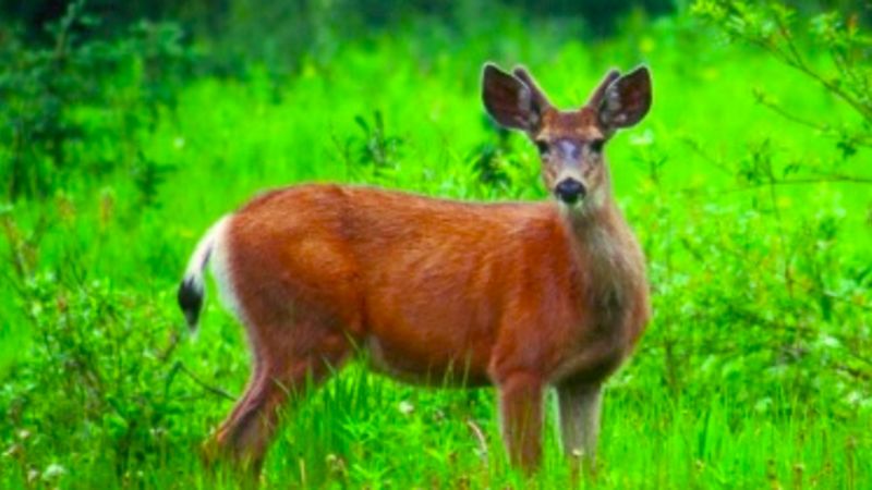 Outbreak of deer disease new to Gulf Islands concerning provincial ...