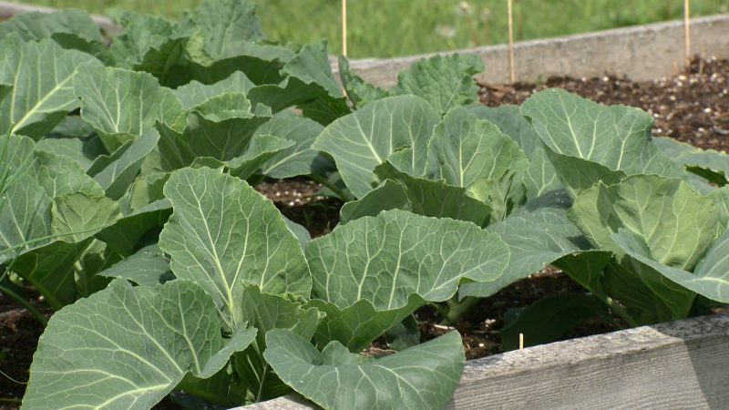 News – Prince George | CKPGToday.ca