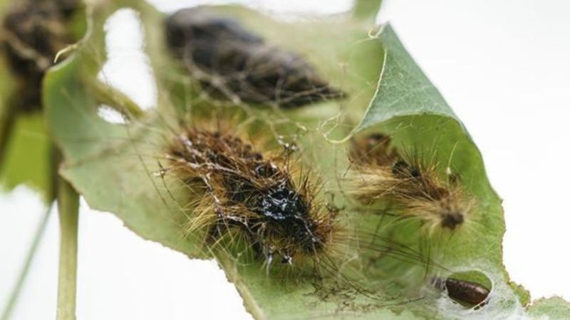 Invasive spongy moths target of May spray program in Kamloops | CFJC ...