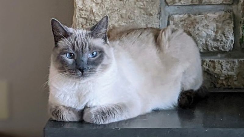 Prince Cornelius eager to find his forever royal subjects ...